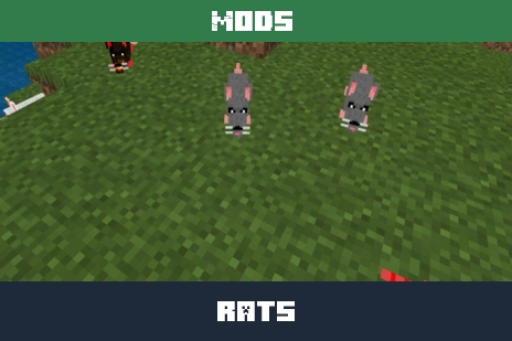 Download Rats Mod Minecraft Bedrock: MCPEDL